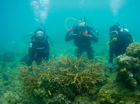 Local Foreign Volunteers Help Revive Coral Reefs In Albay Gulf