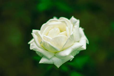 Beautiful Big White Rose Growing In The Garden One Lush Opened Flower