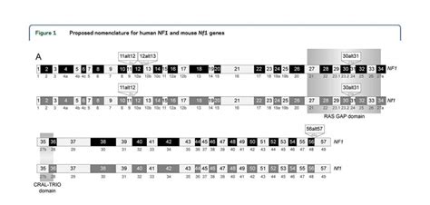 Human And Mouse Nf1 Gene Maps Updated Neurofibromatosis Center
