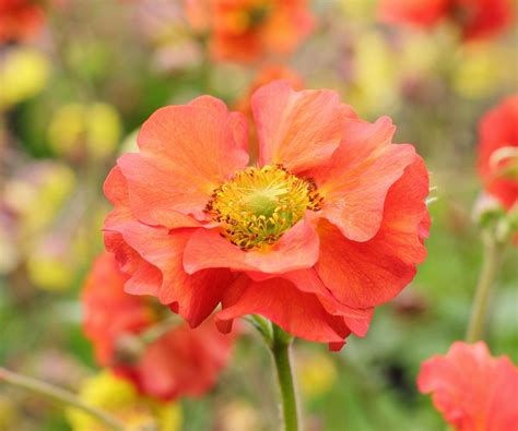 How To Grow Geums In Your Yard For Incandescent Color Homes And Gardens