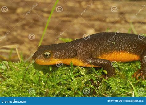 Closeup On A Poisonous Californian Rough Skinned Newt Taricha