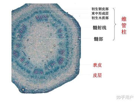 草本和木本植物如何分类？ 知乎
