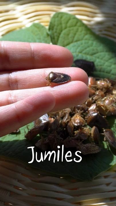 Jumiles