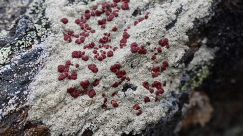 Reindeer Lichens Are Having More Sex Than Thought Unexpected Levels