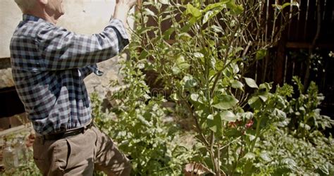 Senior Man Enjoys Gardening Pruning A Tree In His Sunny Garden Stock Video Video Of Nature