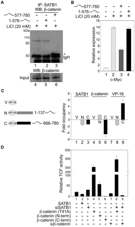 Global Regulator Satb1 Recruits β Catenin And Regulates Th2