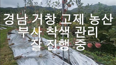 경남거창고제농산부사착색관리잘진행중 241019토경남거창고제농산부사 손범규농합농법 농합면역플러스 농합색깔박사세트살포후반사필름피복 가조농약종묘사 상담