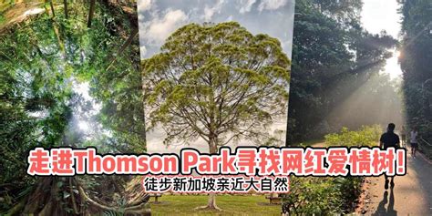 徒步新加坡亲近大自然 · 走进thomson Nature Park寻找网红爱情树！ 最新最in吃喝娱乐、生活资讯就在onmywaysg