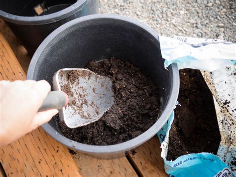 How To Plant Bare Root Perennials In Pots Garden Betty