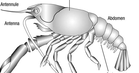Aqua Fanatic Crayfish Anatomy Aqua Fanatic Crayfish Anatomy