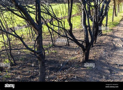 Nature Grows After Fire Stock Photo Alamy