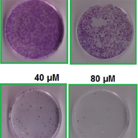 Chemical Structure Of Cycloartenol Download Scientific Diagram