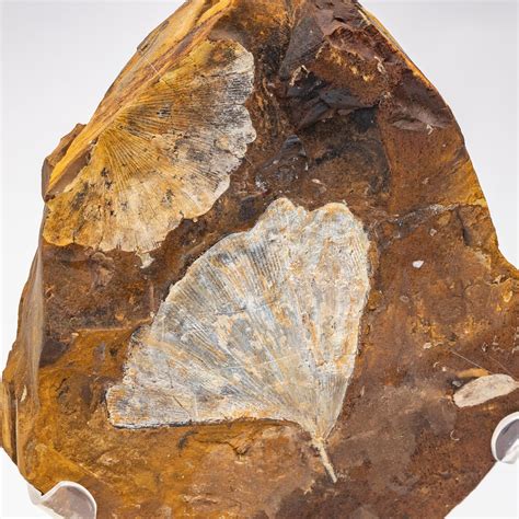 Ginkgo Biloba Fossil Leaf 270 Years Old Mounted On A Custom Acrylic