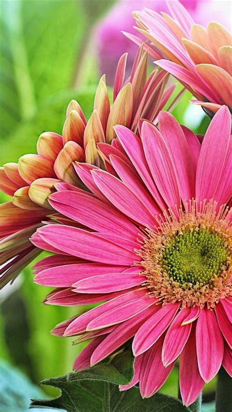 Fondos De Pantalla Flores De Gerbera Rosa Hojas Verdes 1920x1200 Imagen