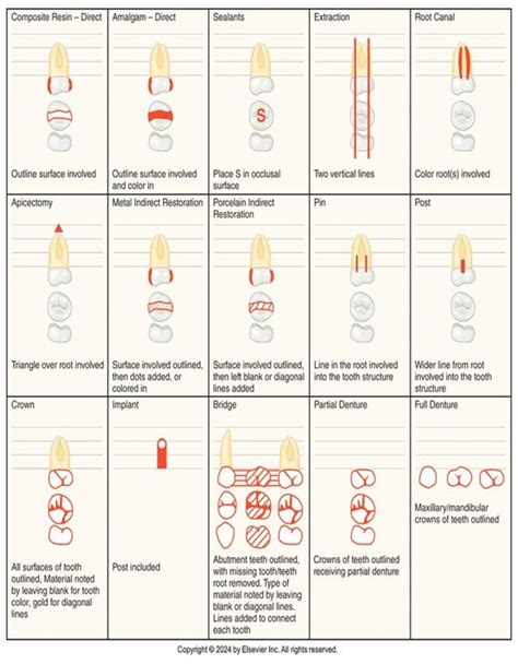 Overview Of Dentitions Dental Charting Part B Oral Facial Anatomy