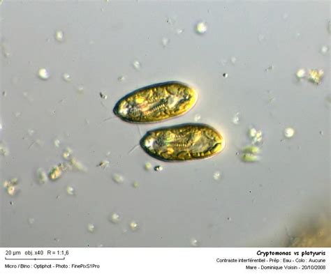 Cryptomonas Sp Flagellés Mikroscopia