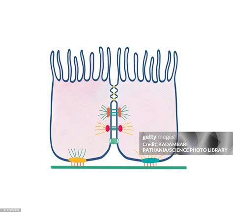 Cellcell And Cellmatrix Adhesion Junctions Illustration High Res Vector