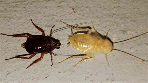 How To Rid Of Cockroach Infestation Pest Control Malaysia