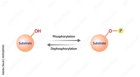Phosphorylation And Dephosphorylation Protein Kinase An Enzyme That Transfer Phosphate From