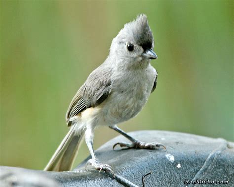 Tufted Titmouse Imagine Our Florida Inc