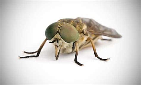 Piqûre De Taon Pièges Et Remèdes Contre Les Taons Remèdes De Grand Mère