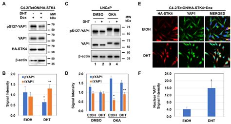 Androgen Negatively Regulates The Hippo Stk4 Signaling A B Western Download Scientific