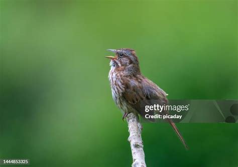 Gorrión Cantor Fotografías E Imágenes De Stock Getty Images