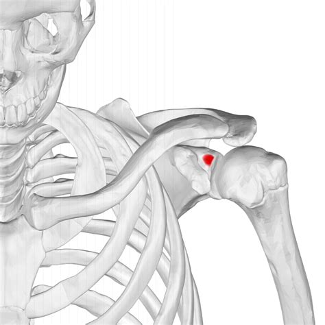Supraglenoid Tubercle Wikipedia