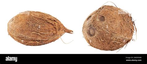 Coconut Collection Isolated On White Background Full Depth Of Field File Contains Clipping