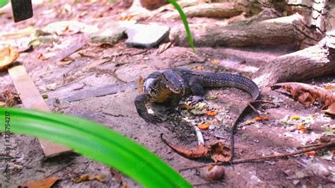 The Monitor Lizard Sits And Eats Under The Trees And Sticks Out Its Tongue A Giant Lizard Walks