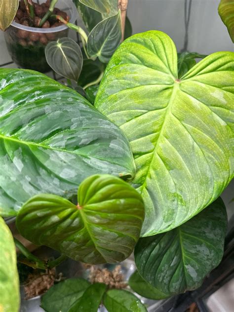 Why Does My Philodedron Magestics Leaf Look Like This R Houseplants