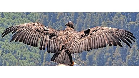 Endangered California Condors Released In Redwood National And State