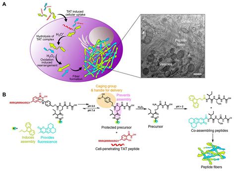 Ph Responsive Self Assembling Peptide Based Biomaterials Designs And