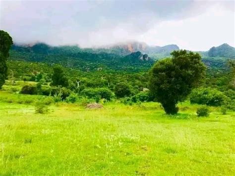 Keep Off The Grass By Oswald Mbuyiseni Mtshali