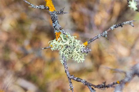Mistletoe Is A Natural Symbiosis Forming Colonies On Tree Branches A