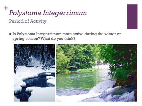 Ppt Polystoma Integerrimum The Monogenetic Trematode Powerpoint Presentation Id439272