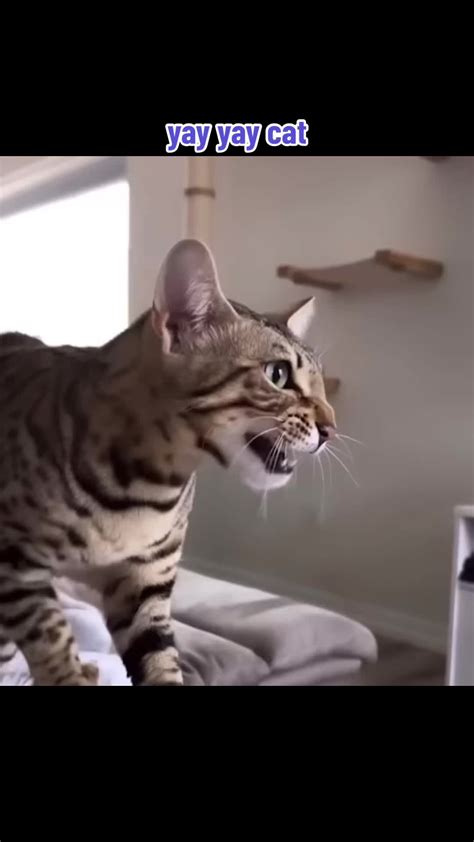 Yay Cat Meme Mr Munchkins Man Lunch Money Showdown