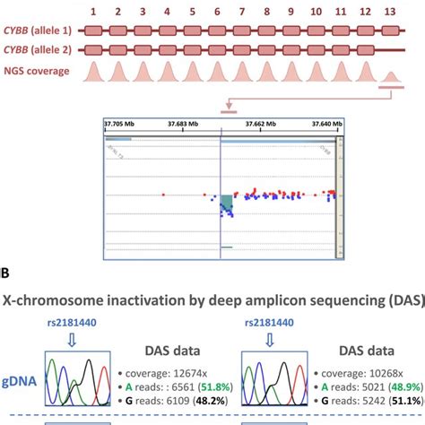 Identification Of A Heterozygous Cybb Exon 13 Deletion And Skewed X