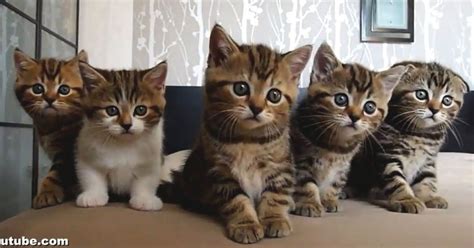 Cute Dancing Kittens Form Chorus Line Video Huffpost Uk Comedy