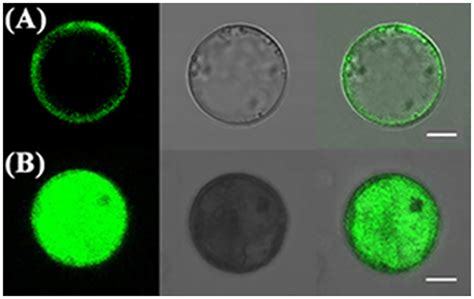 The Subcellular Localization Of Mzpip2 1 On Plasma Membrane The