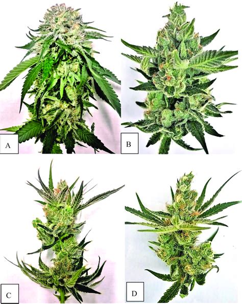 Understanding Bud Rot Development Caused By Botrytis Cinerea On