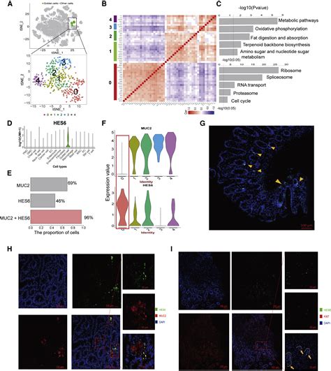 Dissecting The Single Cell Transcriptome Network Underlying Gastric Premalignant Lesions And