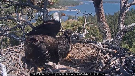 Fr Friends Of Big Bear Valley And Big Bear Eagle Nest Cam