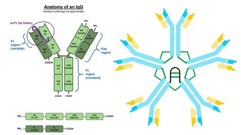 Alternative Pathway Of Complement System Biology Notes Online