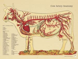 Cow Anatomy Posters Cow Heart Diagram Cow Anatomy Chart Cow Heart