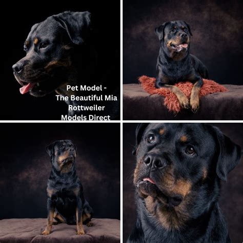 Models Direct on LinkedIn: #modelsdirect #modelling #images #portfolio #petmodelling #rottweeiler