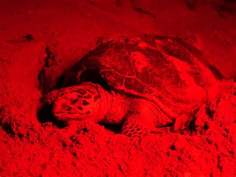 Adrián Serrano Barrientos San Francisco De Campeche