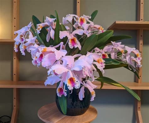 Cattleya Mossiae ‘morgenduft Orchideede