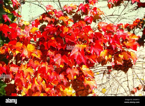 Multi Colored Yellow Red Green Autumn Leaves On A Wall Background Stock