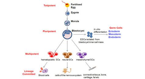 Adult Stem Cell Diagram